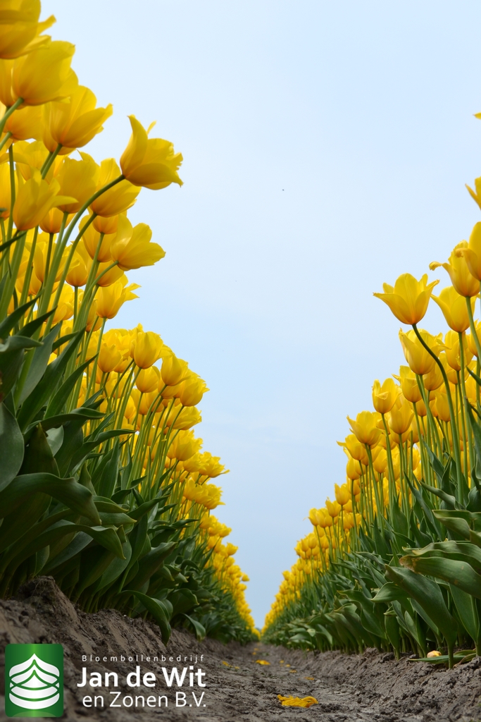 Tulip fields | Fotos | Jan de Wit en Zonen B.V.